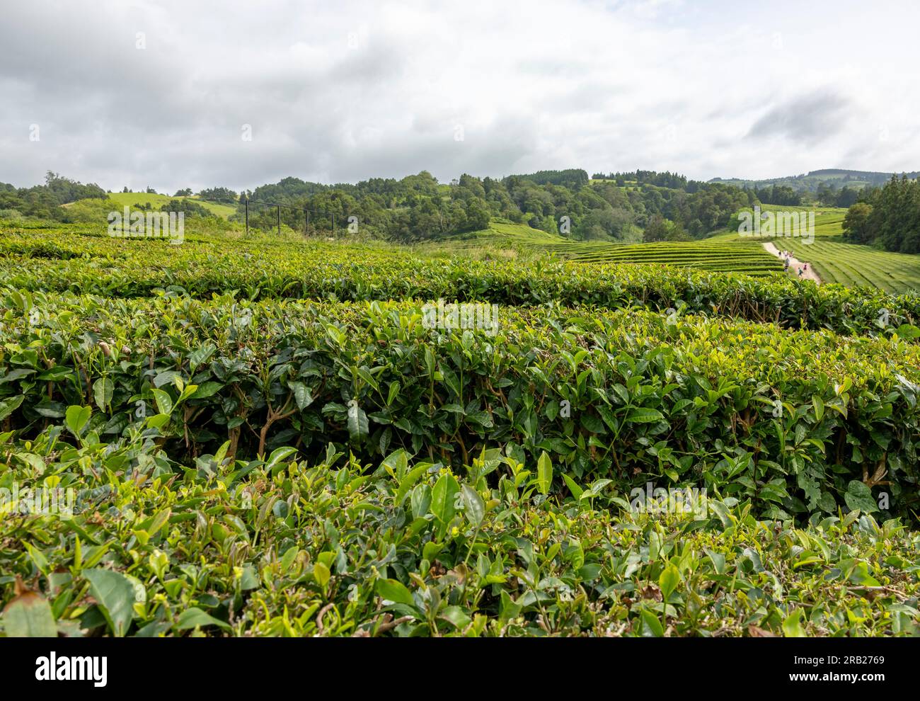 Green field with tea plantation on Gorreana Tea Factory in the island ...