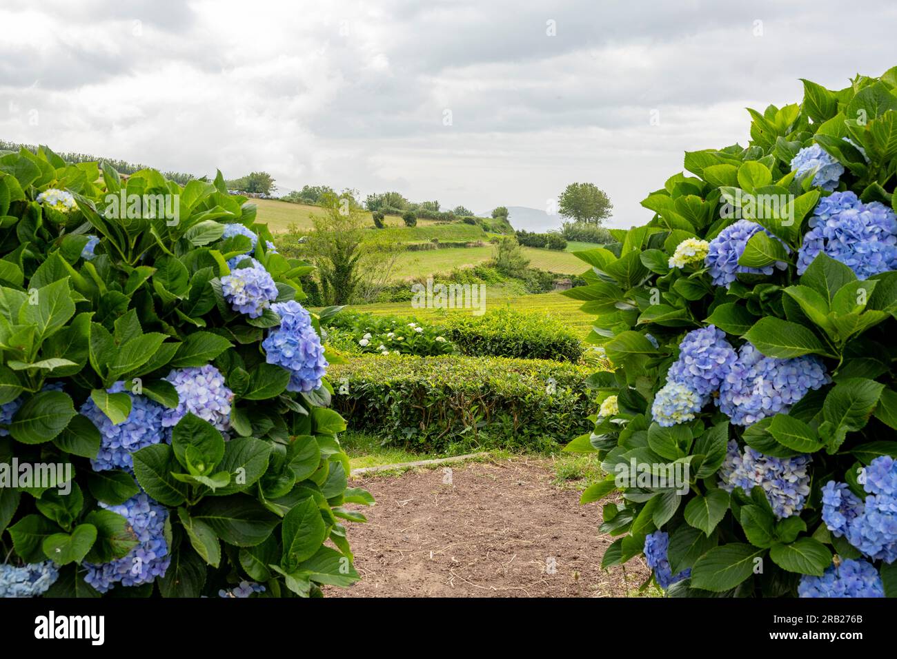 Blue hydrangea flowers entrance to the green tea plantation. Gorreana ...