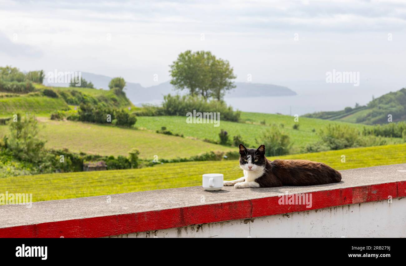 Cat sitting on the wall with a cup of tea on the side, with the tea ...