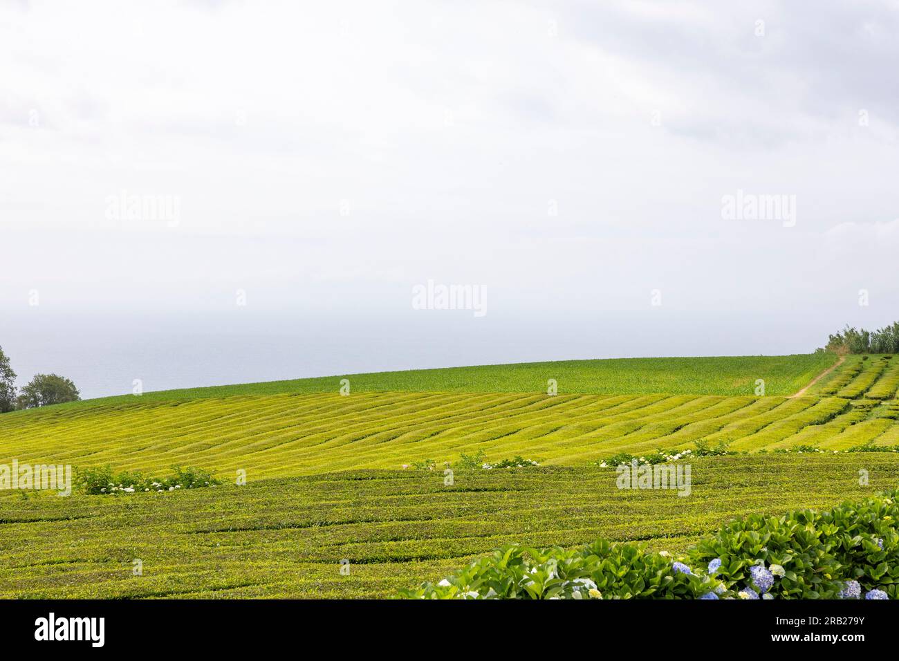 Tea Plantation of Gorreana in São Miguel in the Azores islands Stock ...