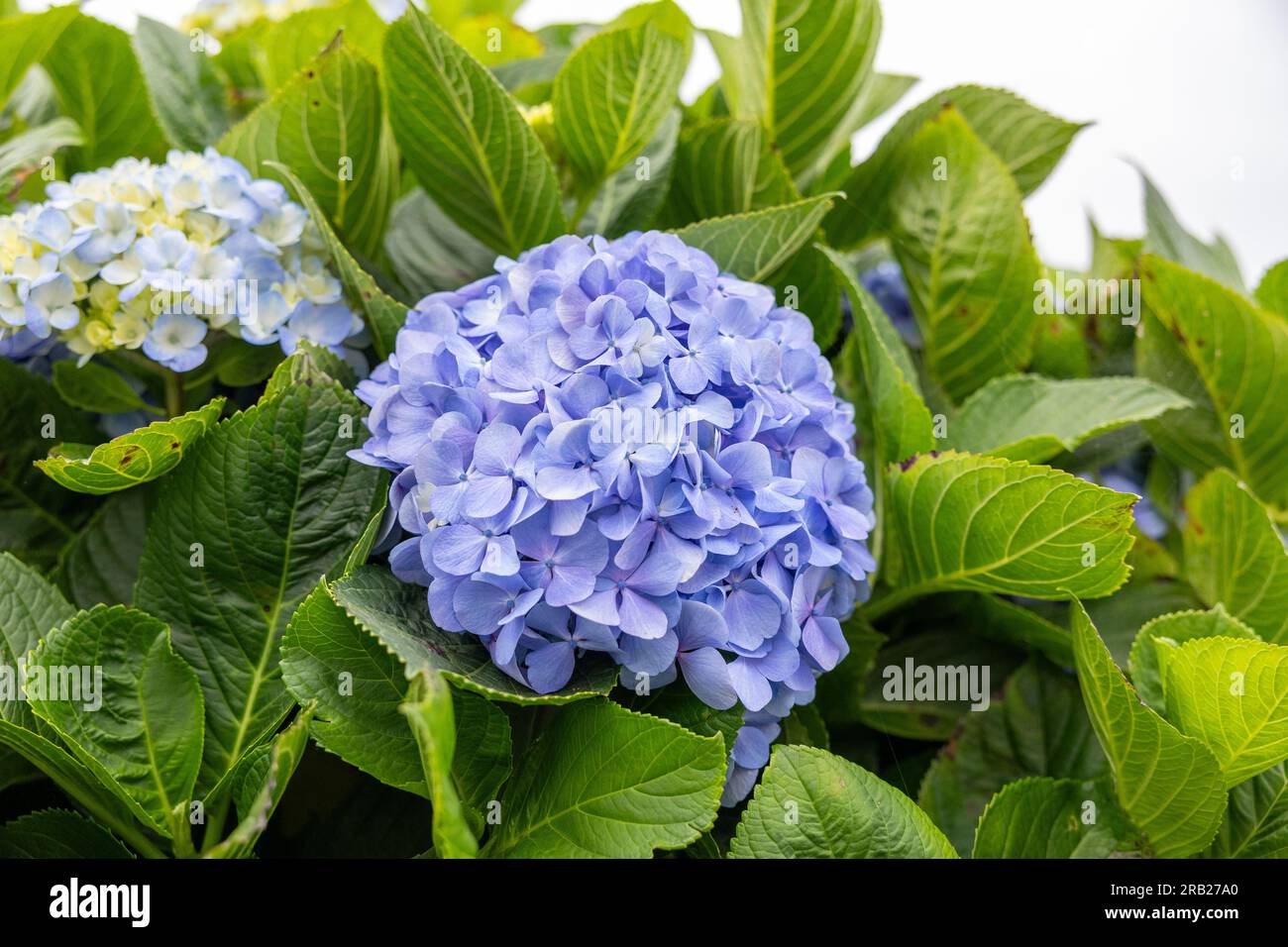 Beautiful blue Hydrangea flower, macrophylla or hortensia in bloom. São ...
