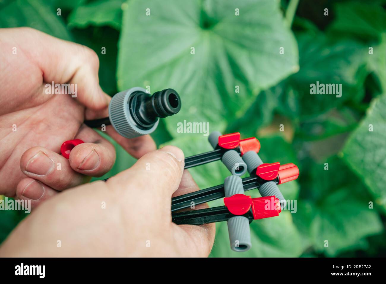 Drip irrigation.Equipment for orchards. Drip hose and sprinkler in male ...