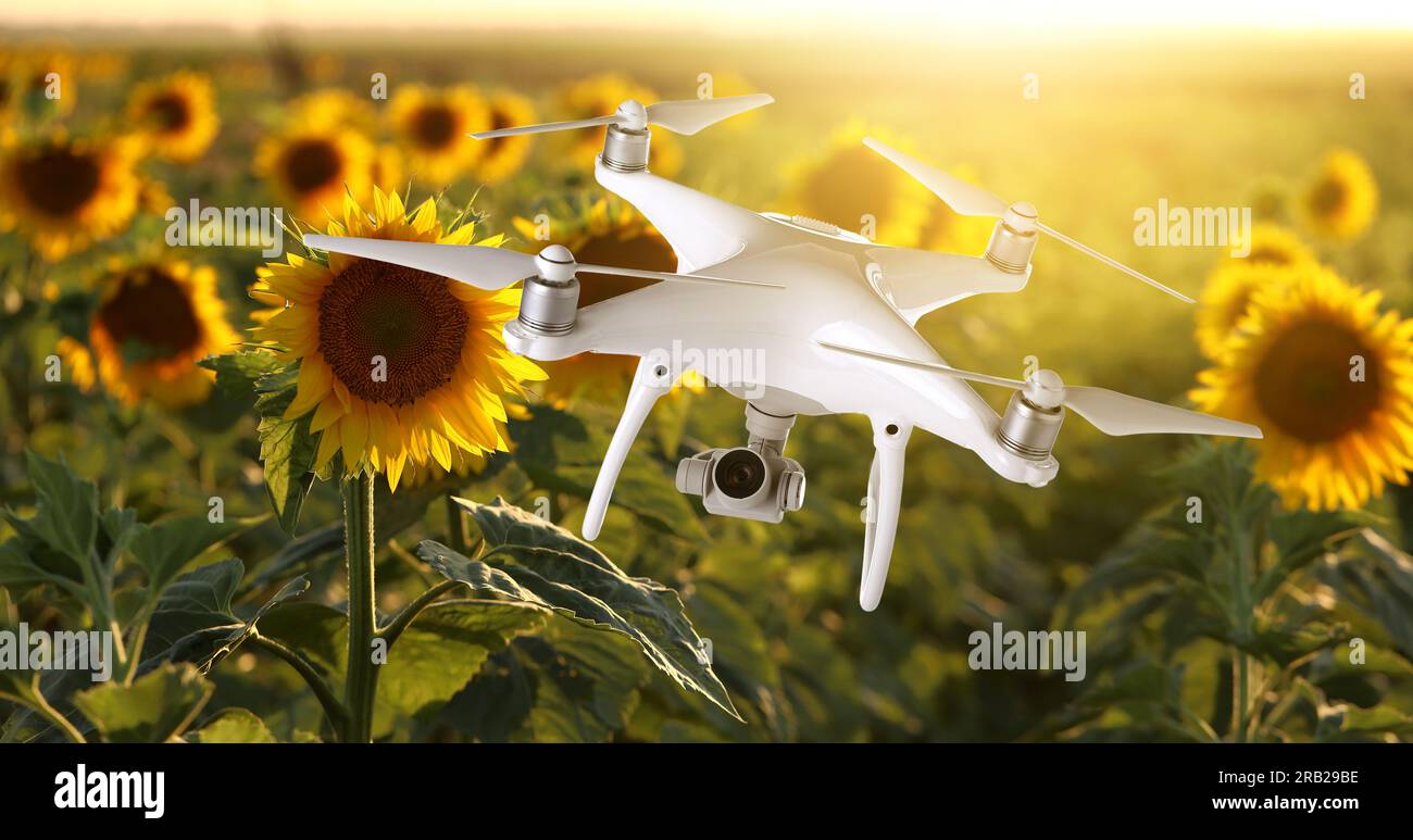 Flying over sunflowers hi-res stock photography and images - Alamy
