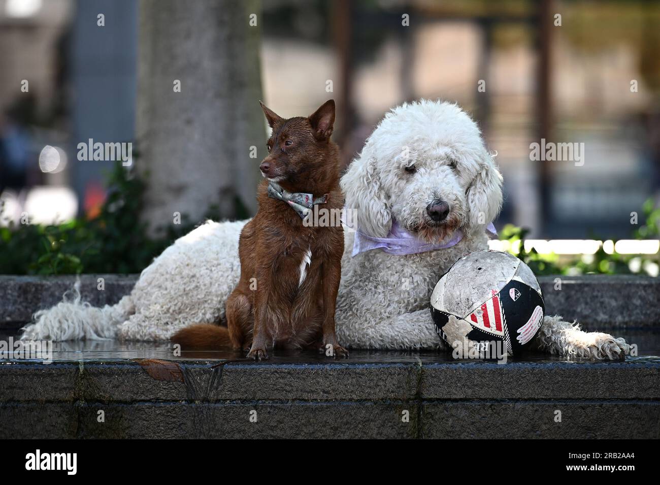 New York, USA. 06th July, 2023. Dogs named ‘Sasha' (brown) and Gregory ...