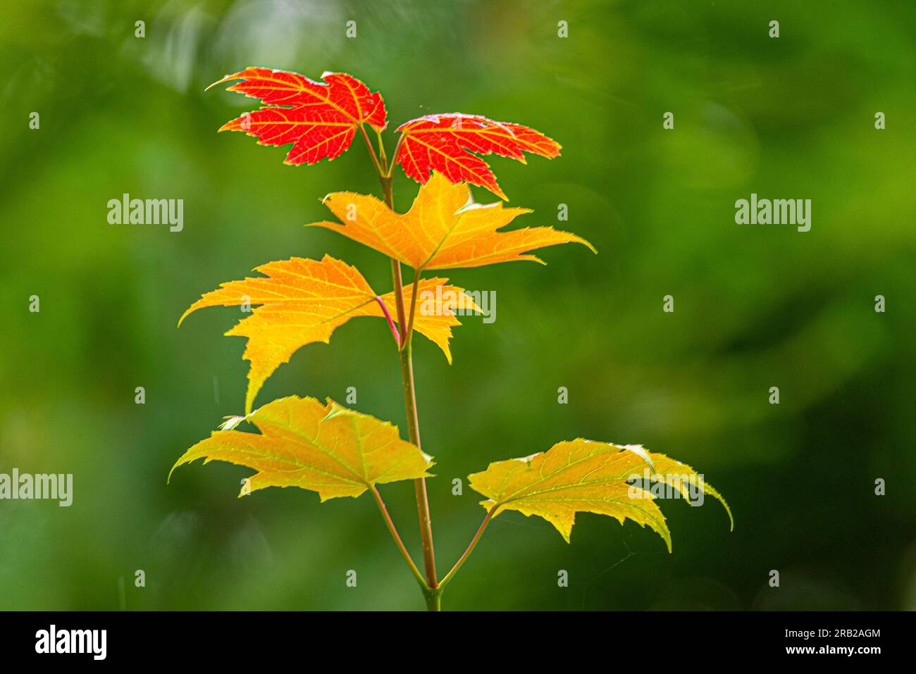 Maple tree. In the Canadian forest I met the beginnings of the ...