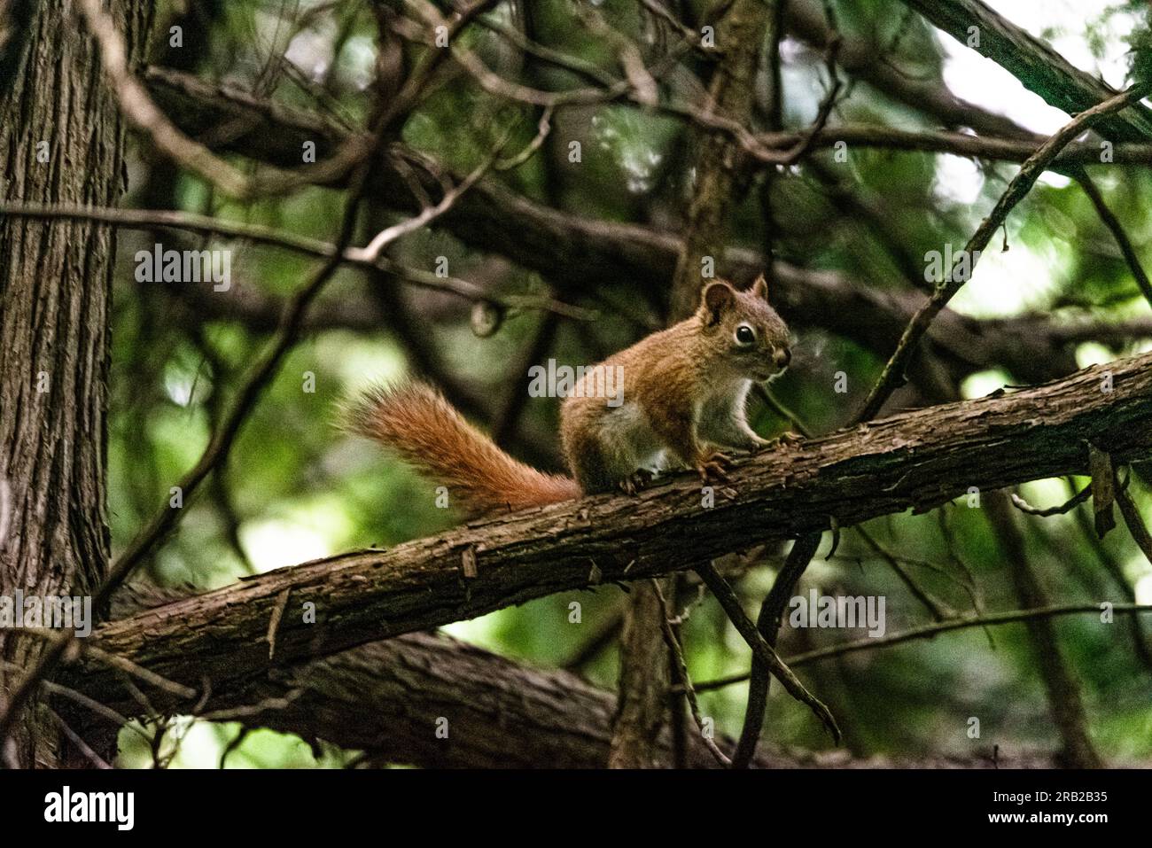 Red Squirrel. She jumped on a tree in a beautiful wild Canadian forest ...