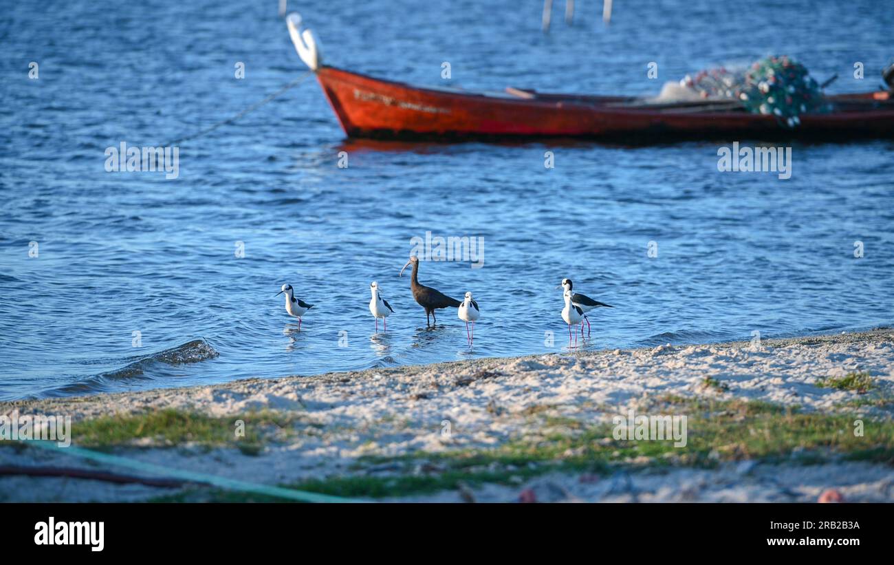 Laguna de Rocha, Uruguay : 2023 May 29 : Birds and Fishing boat in the ...