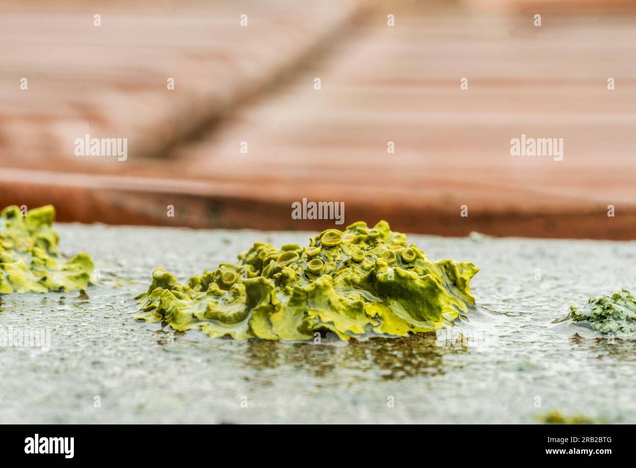Moss growing on the damp stone surface of a building Stock Photo - Alamy