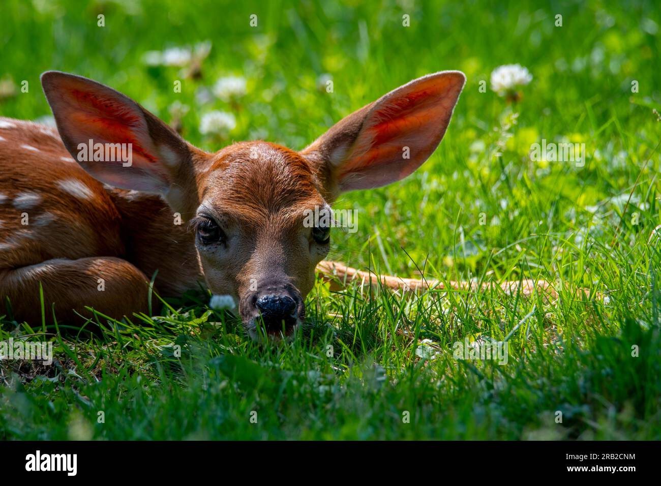 Whitetail Deer Fawn lying in the grass looking into the camera Stock ...