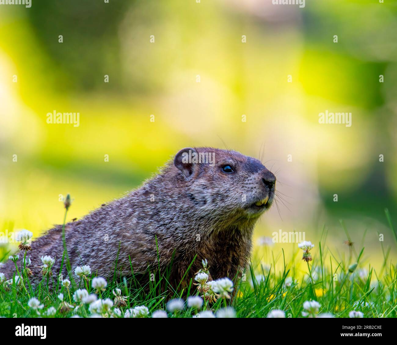 Ground Hog In the grass against the green grass Stock Photo - Alamy