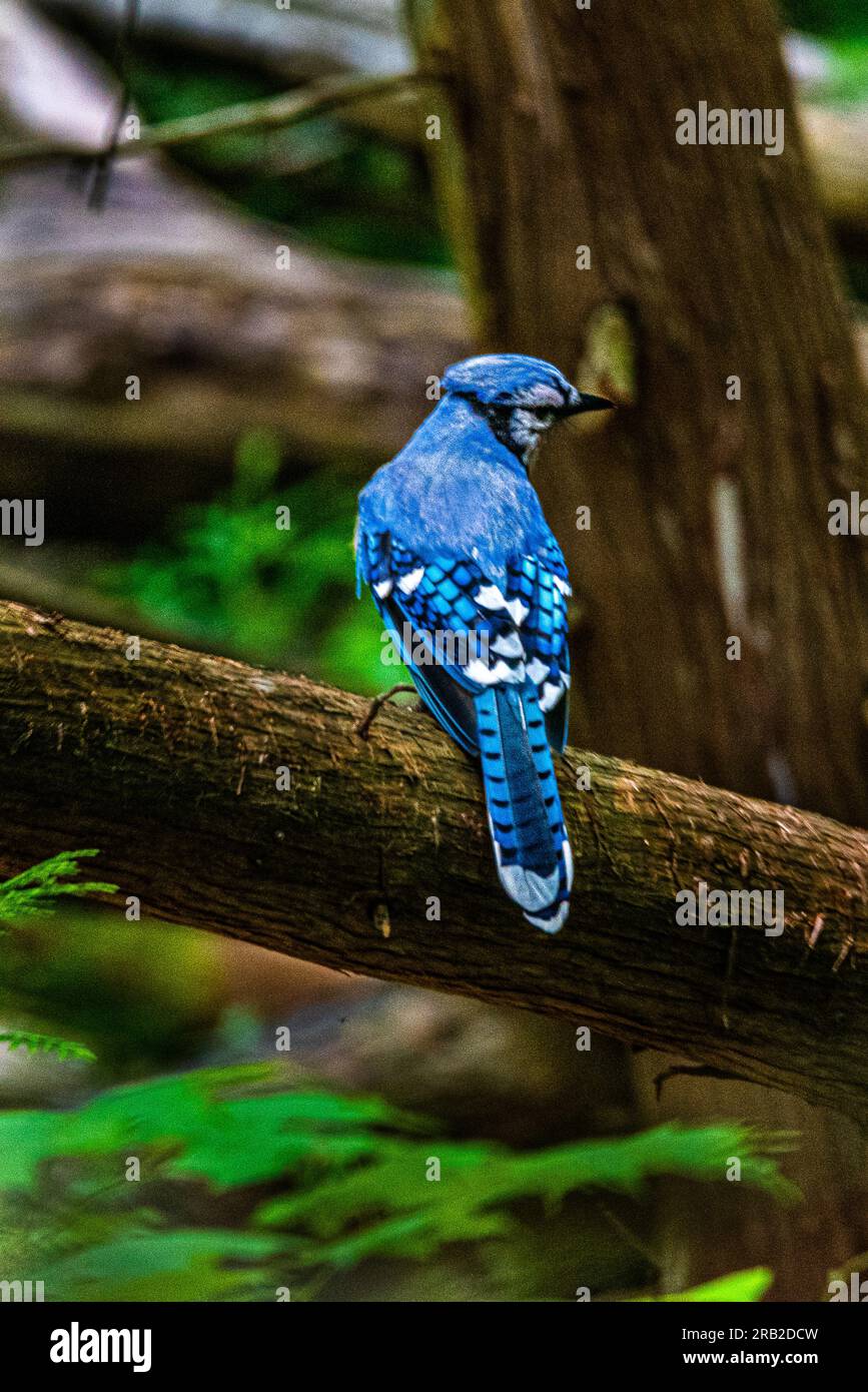 Blauhäher hi-res stock photography and images - Alamy
