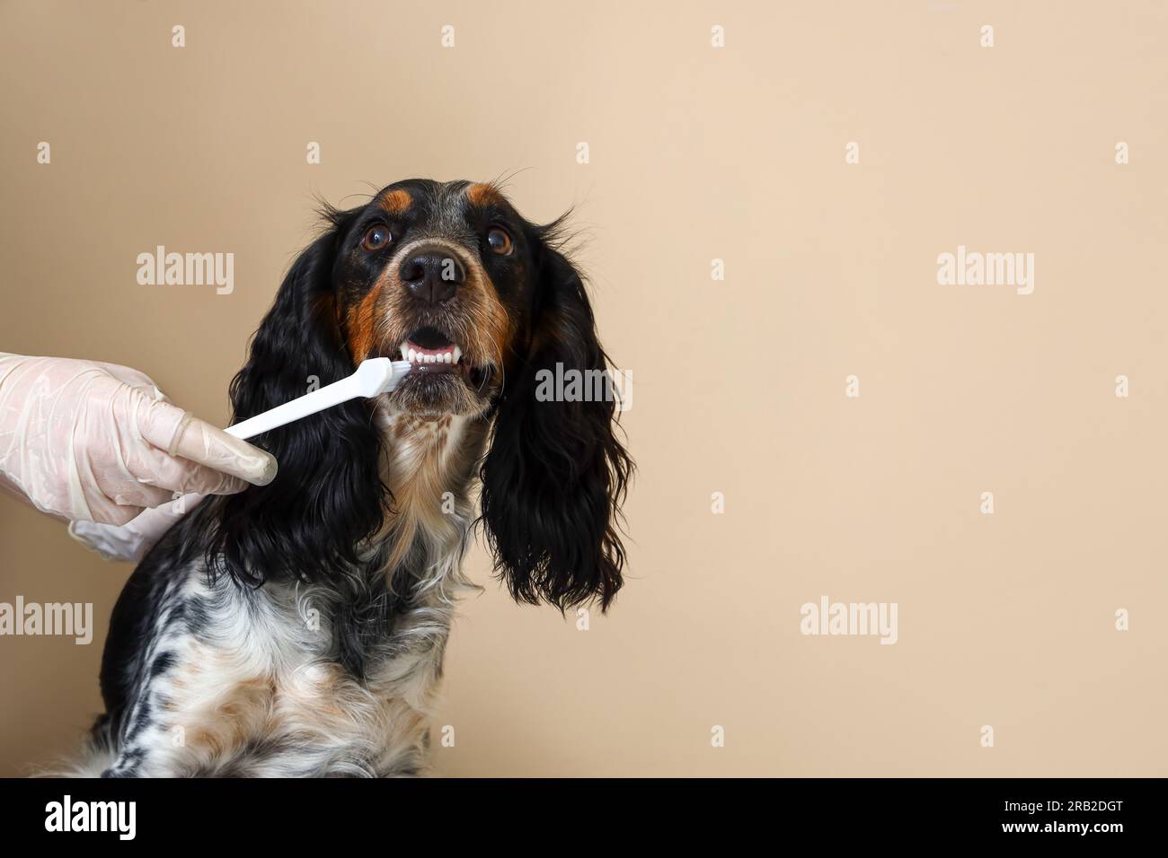 Closeup adult cocker dog hi-res stock photography and images - Alamy