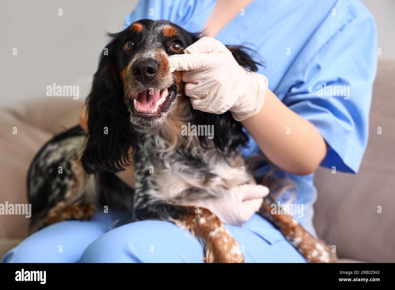 Funny spaniels hi-res stock photography and images - Alamy