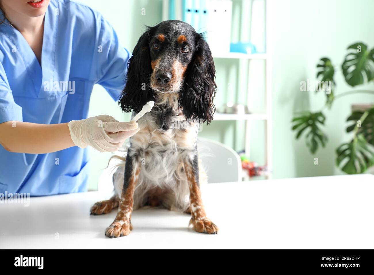 Female veterinarian brushing cocker spaniel's teeth in clinic Stock ...
