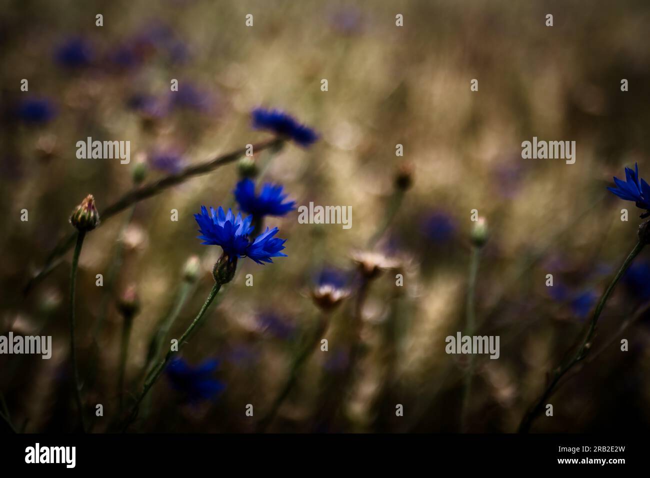 Zeiss bokeh hi-res stock photography and images - Alamy
