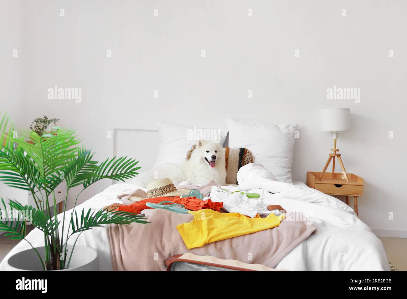 White Samoyed dog with summer clothes in bedroom Stock Photo - Alamy