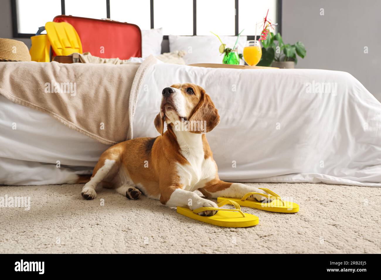 Cute Beagle dog with flip-flops in bedroom Stock Photo - Alamy