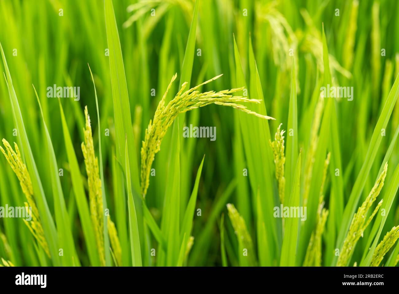 green paddy on field at horizontal composition Stock Photo - Alamy