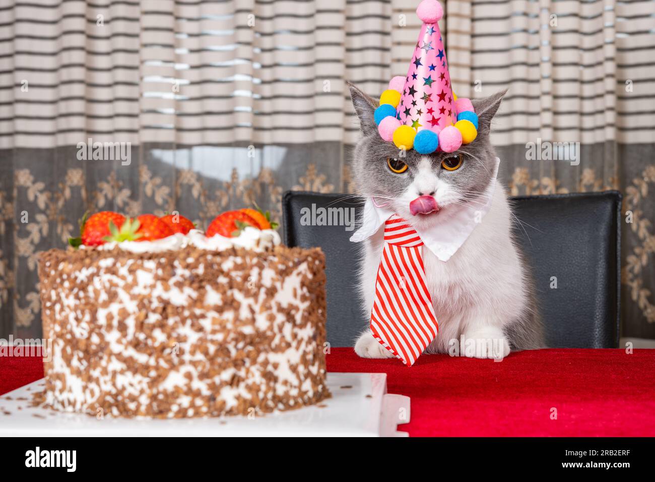 Cat celebrating birthday hi-res stock photography and images - Alamy