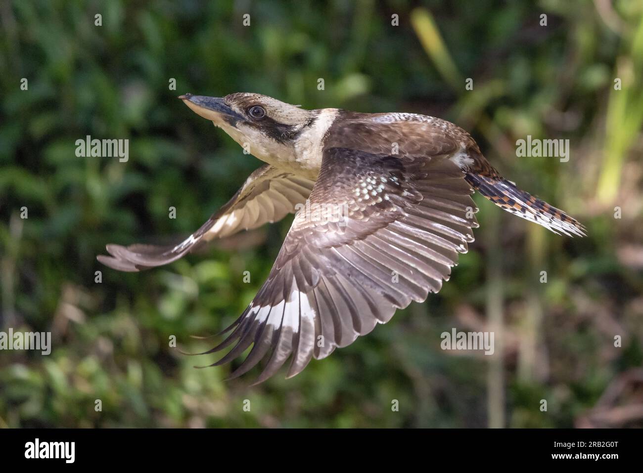 Kookaburra flying hi-res stock photography and images - Alamy