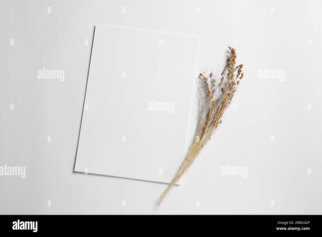 Empty sheet of paper and dry decorative spikes on white background ...