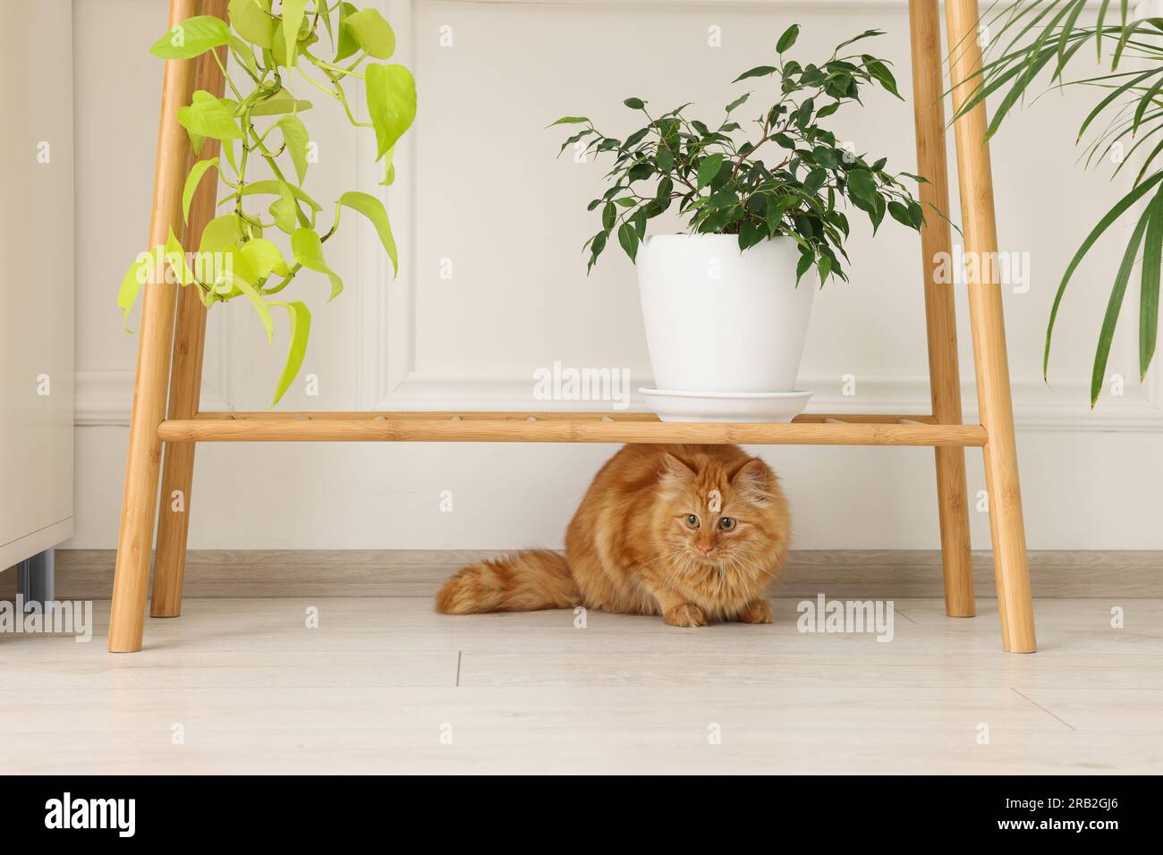 Kitten under table hi-res stock photography and images - Alamy