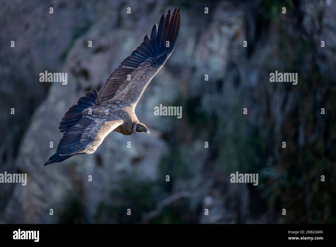 condor andino, vultur gryphus Stock Photo - Alamy