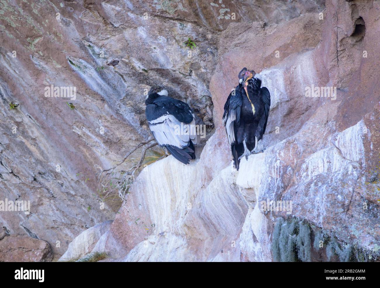 condor andino, vultur gryphus Stock Photo - Alamy