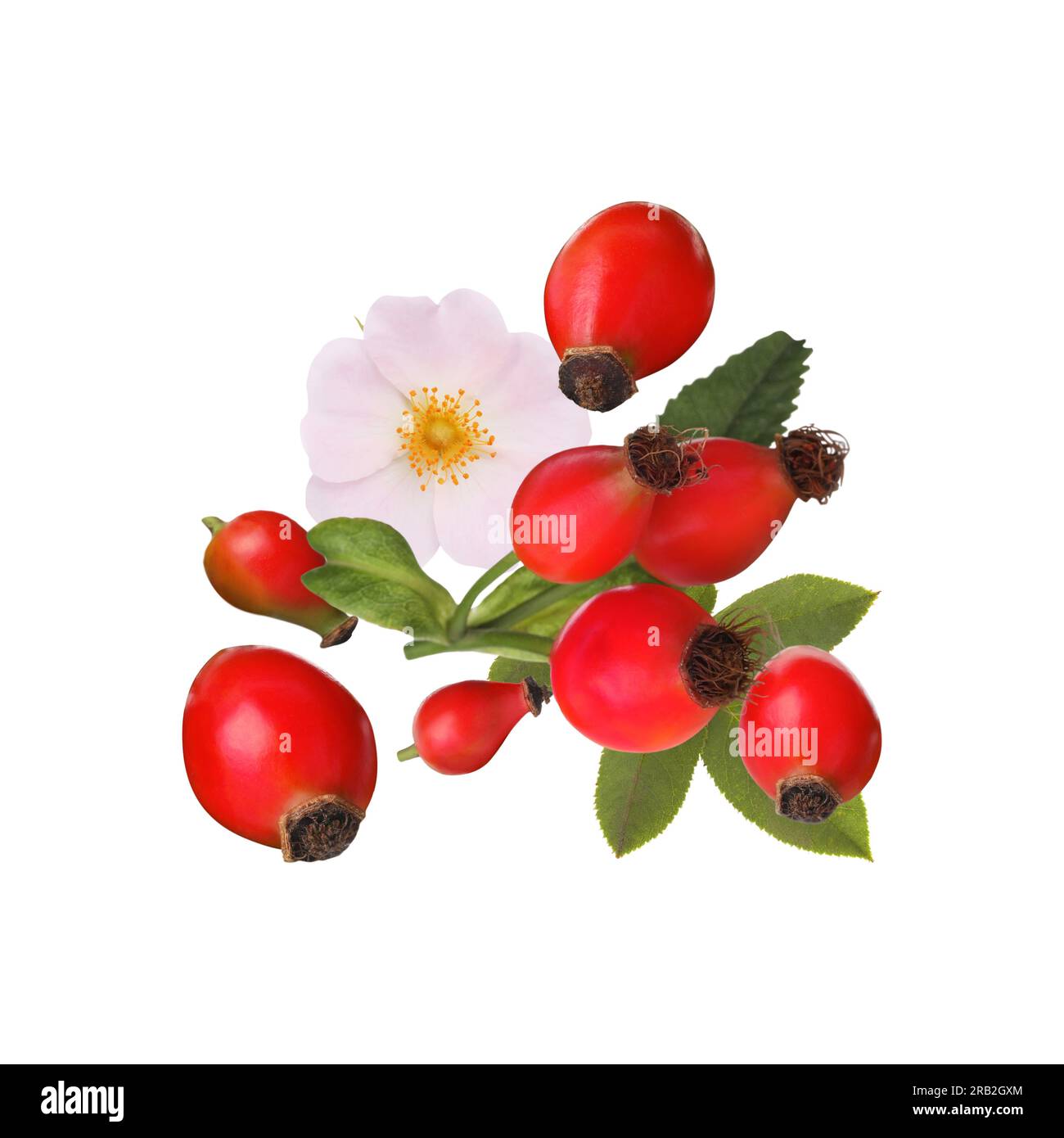 Ripe rose hip berries, flower and leaves falling on white background ...