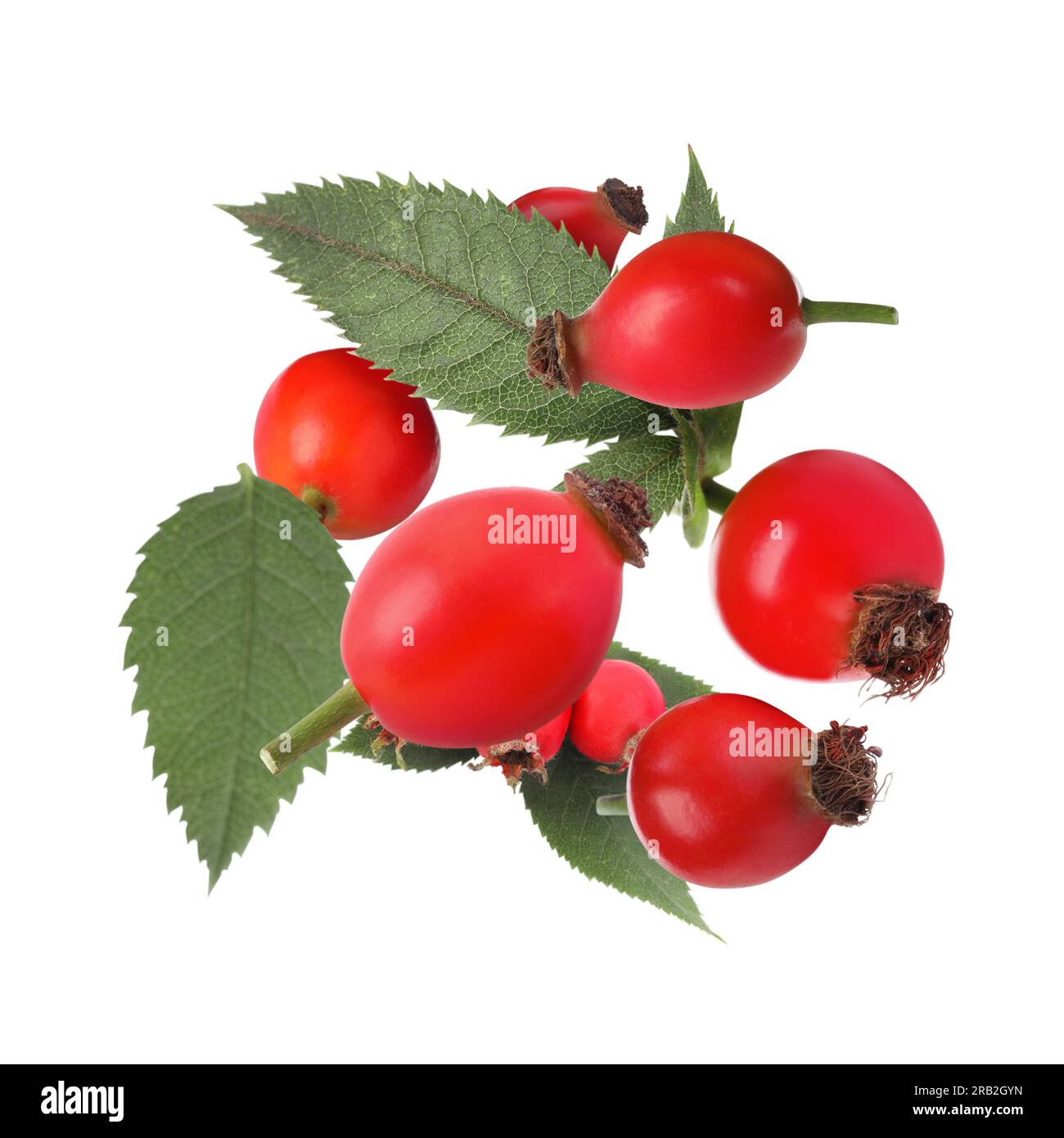 Ripe rose hip berries and leaves falling on white background Stock ...