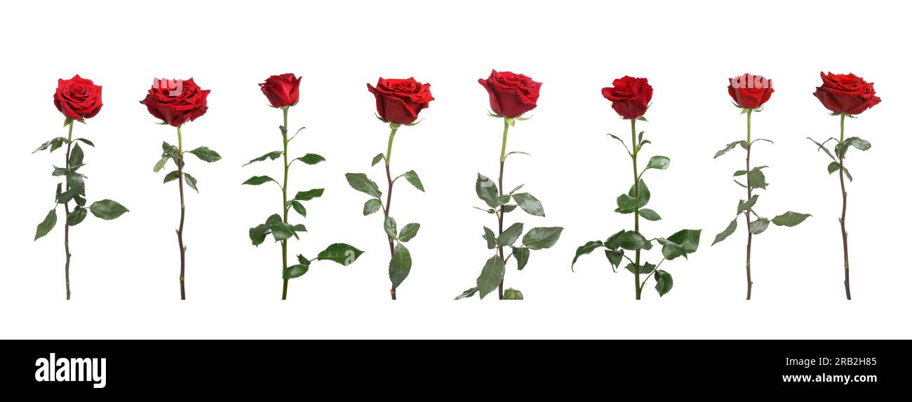 Set red roses leaves hi-res stock photography and images - Alamy