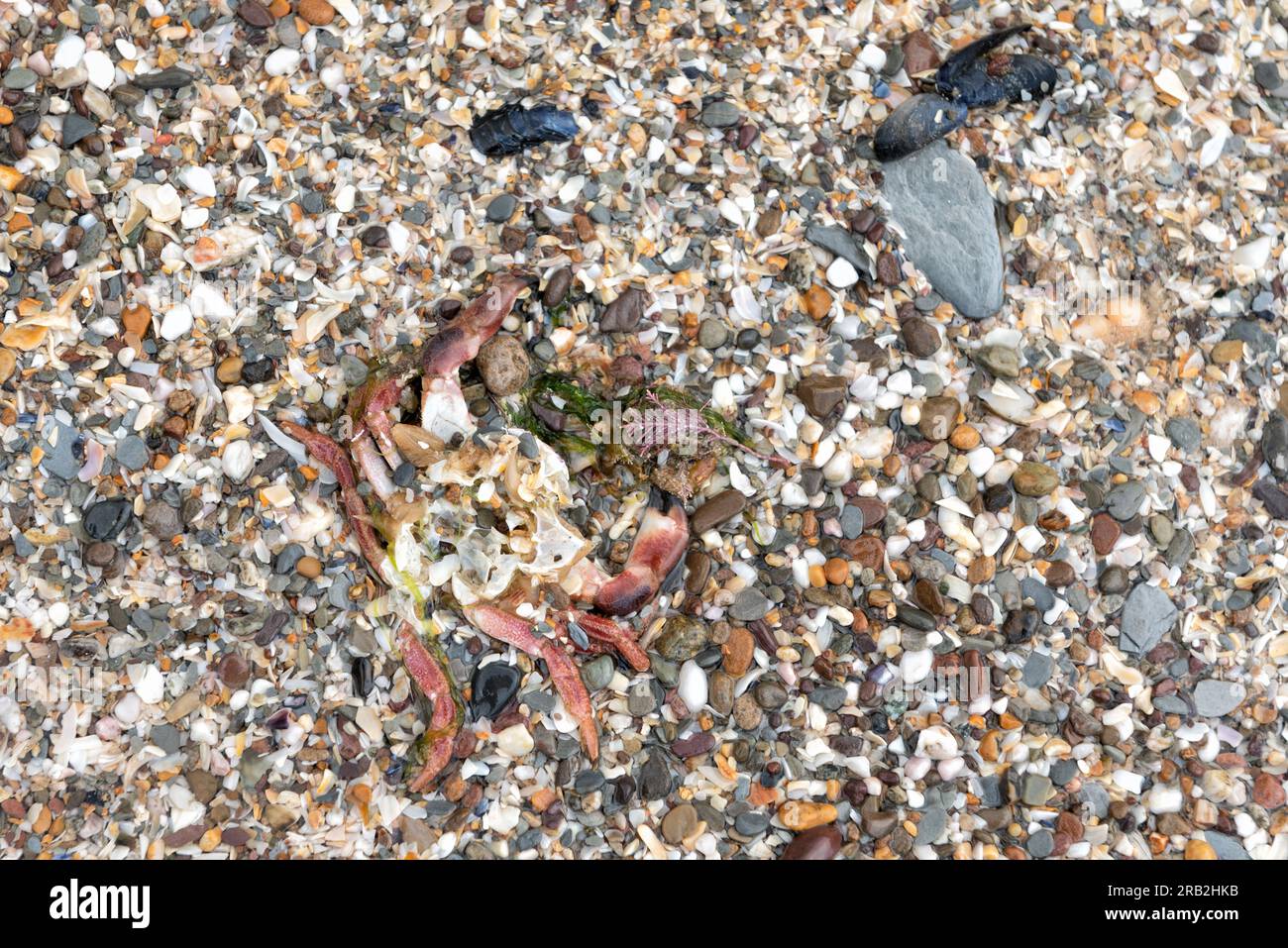 Exoskeleton of crab on the beach Stock Photo - Alamy