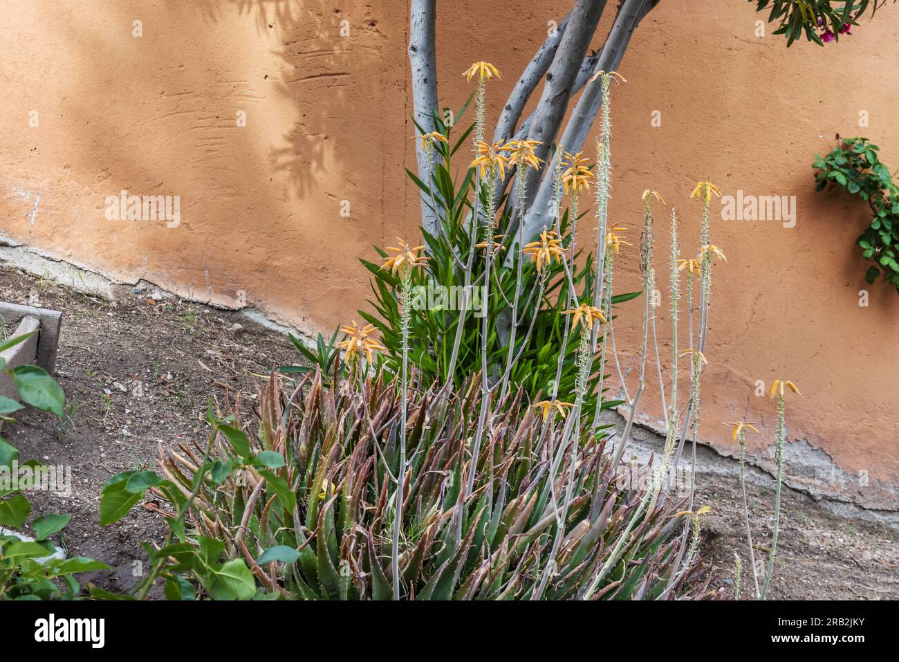 Orange flowers of aloe plants with long stems Stock Photo - Alamy