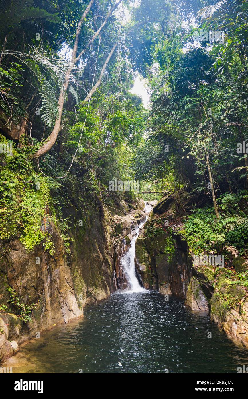 rainforest jungle landscape with waterfall at Gunung Gading National ...