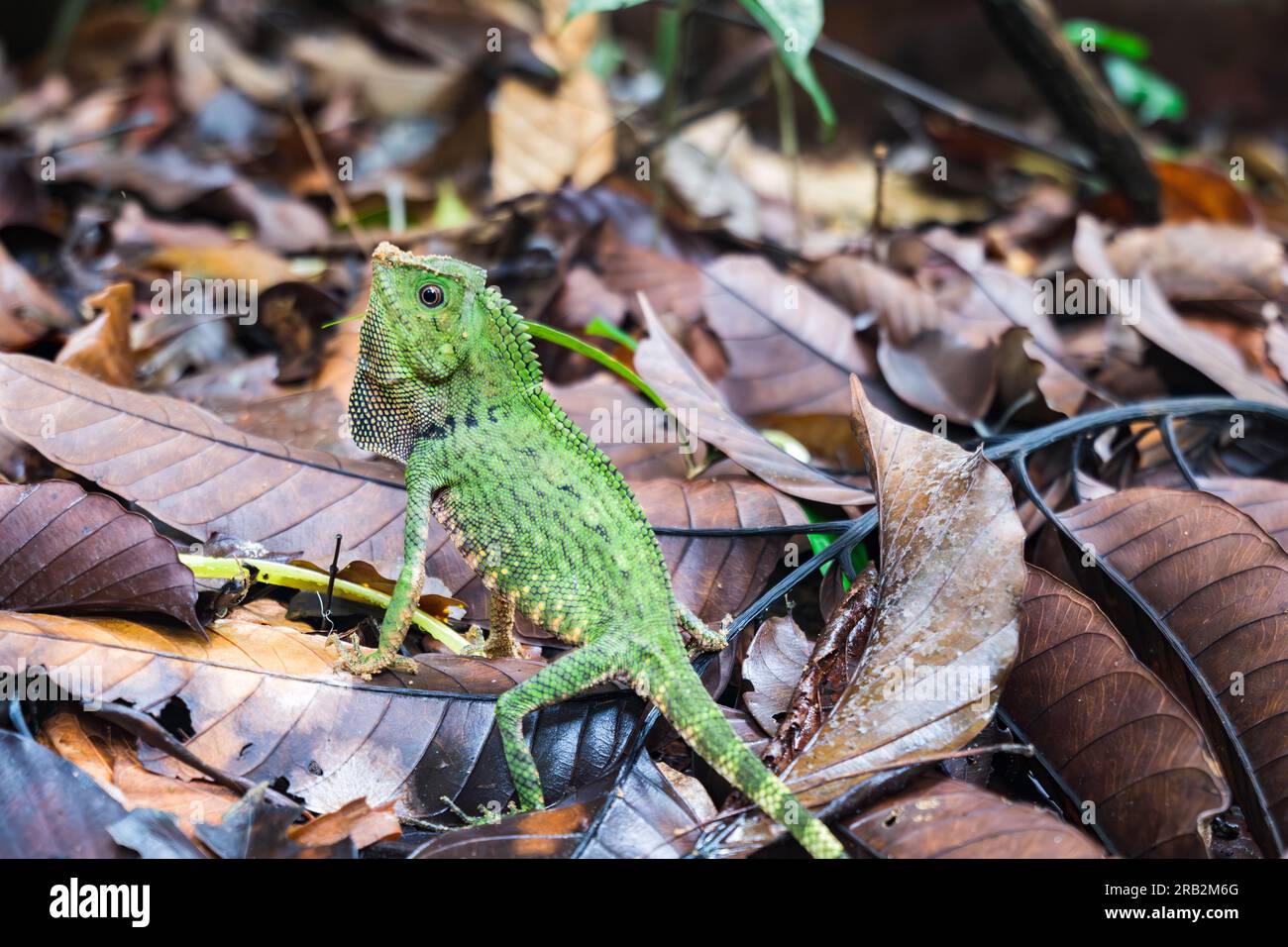 Borneo forest dragon or Borneo anglehead lizard, endemic reptilian ...