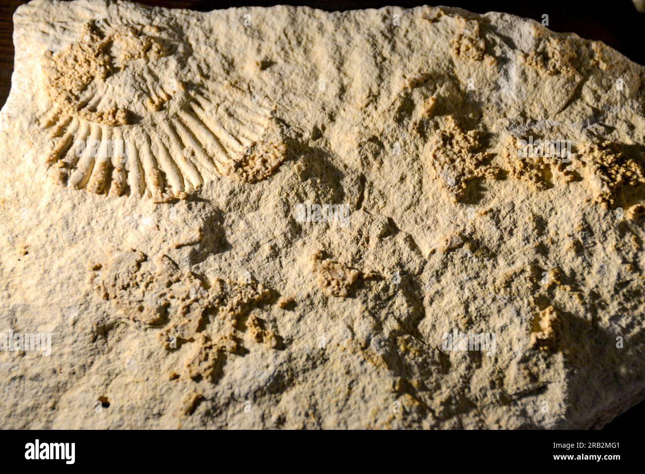 fossil trilobite imprint in the sediment. 3.6 Billion Year old ...