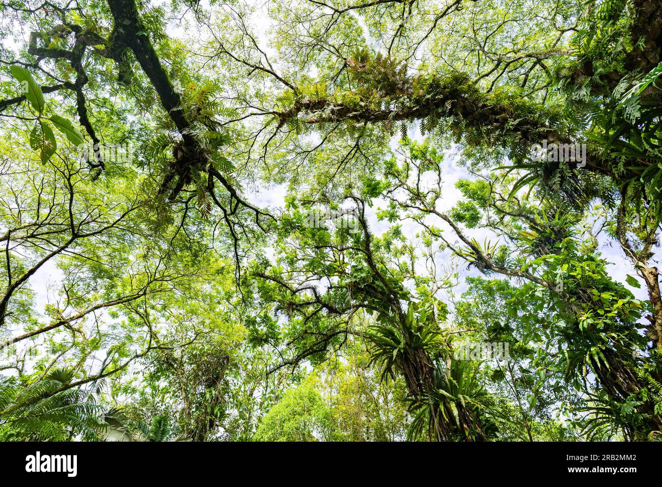 rainforest trees and foliage in jungle. green leaf texture background ...