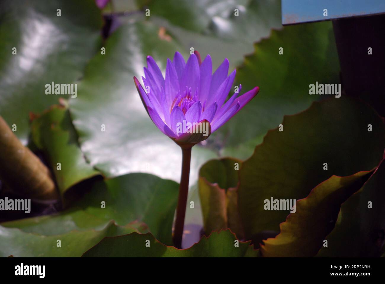 lotus flower in hawaii Stock Photo - Alamy