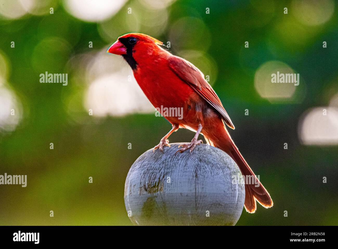 A northern cardinal with a long tail, a red body and a very thick beak ...