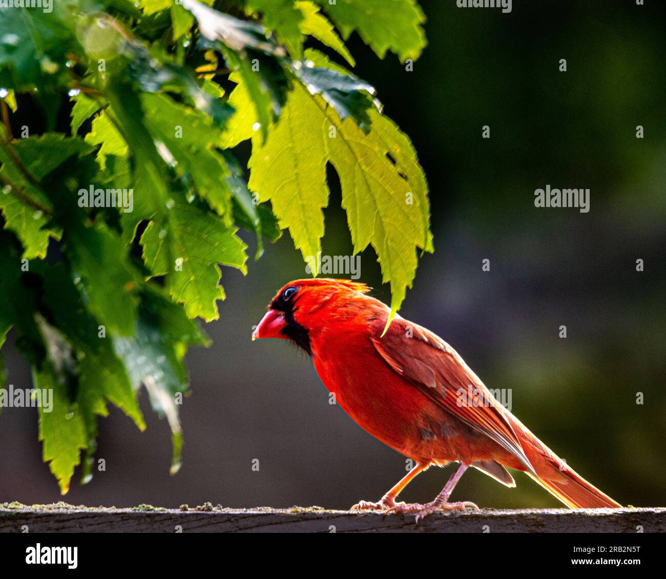 Cardinal bird hi-res stock photography and images - Alamy