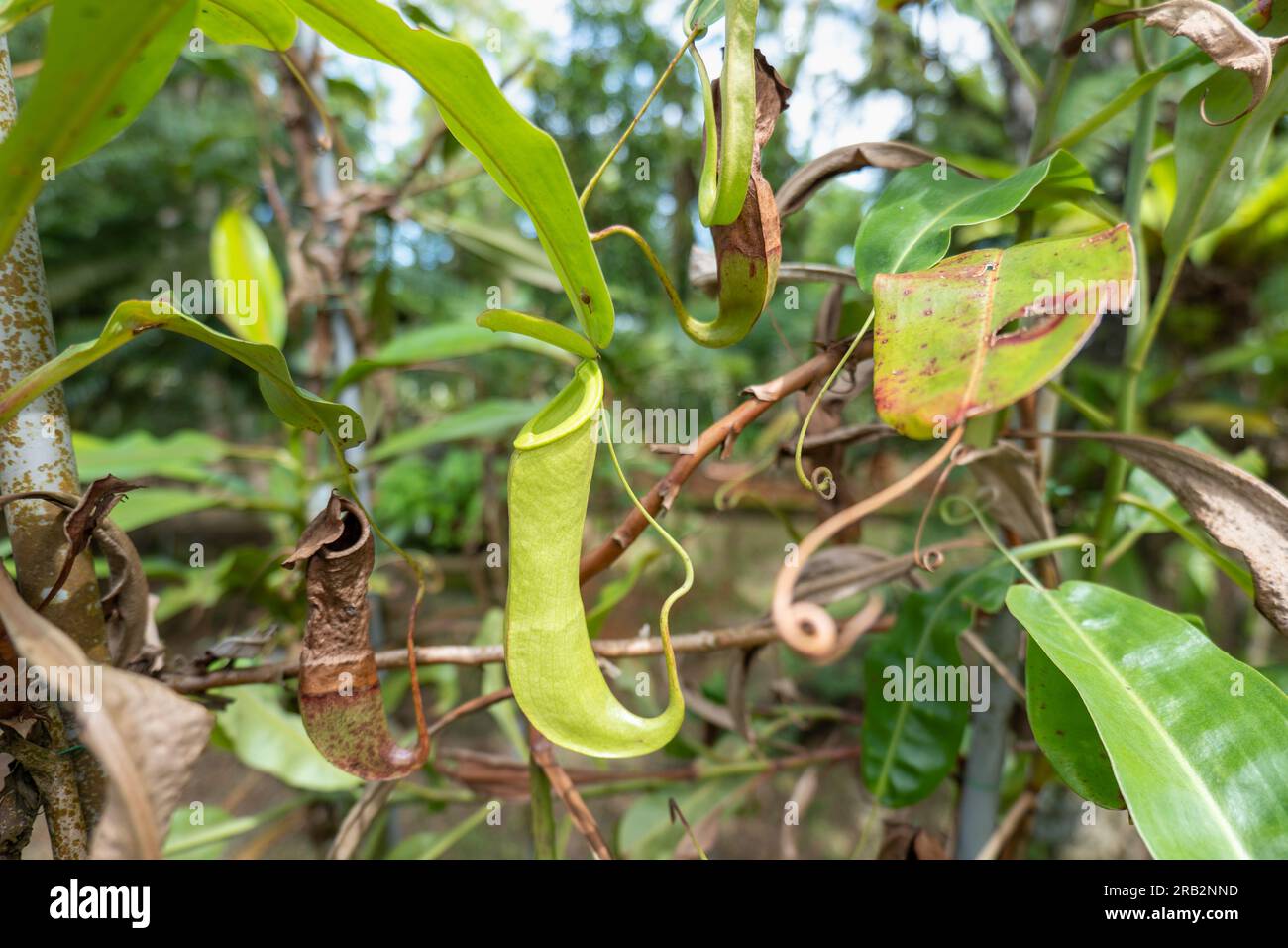 Pitcher plants in the Borneo rainforest jungle climate Stock Photo - Alamy