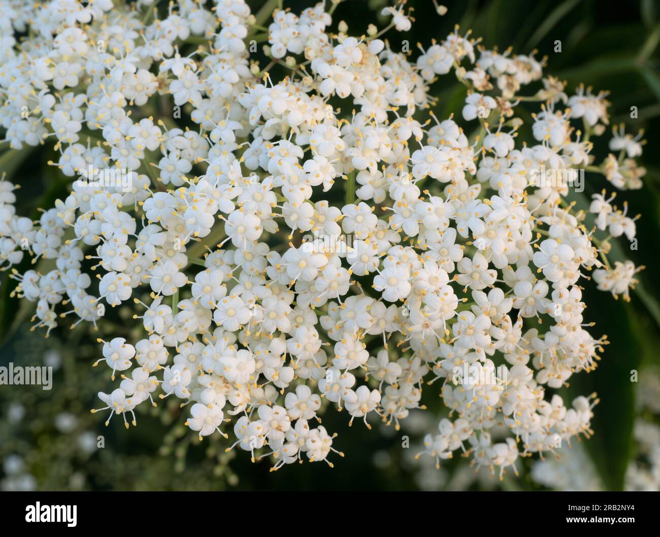 Multiple five petaled white flowers hi-res stock photography and images ...