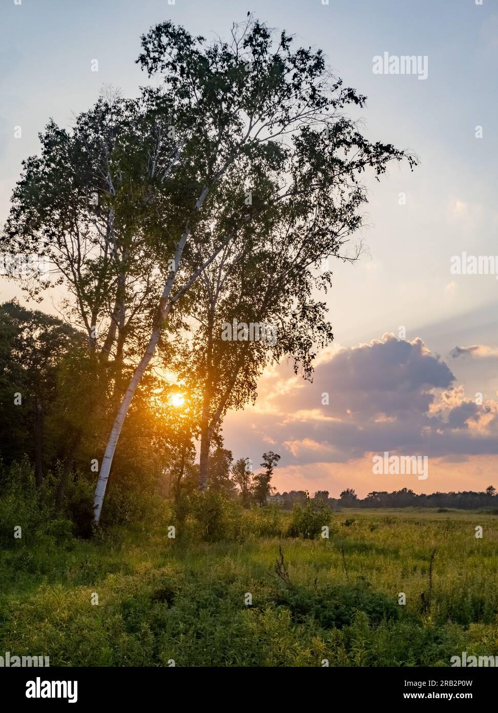Wetland prairie with lush grass and deciduous trees in golden light ...