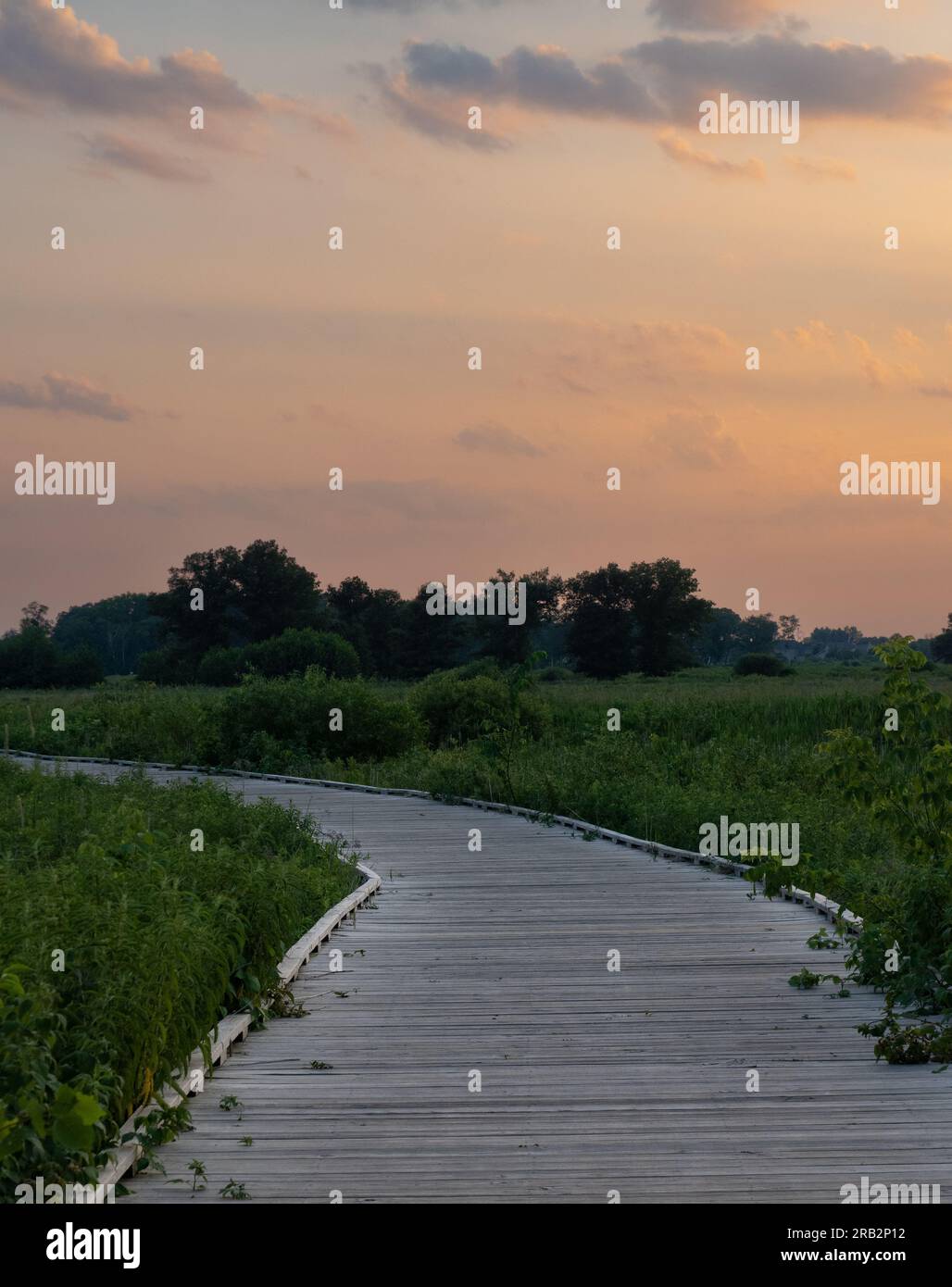 Wooden boardwalk cutting through lush green marshland in Blaine Wetland ...