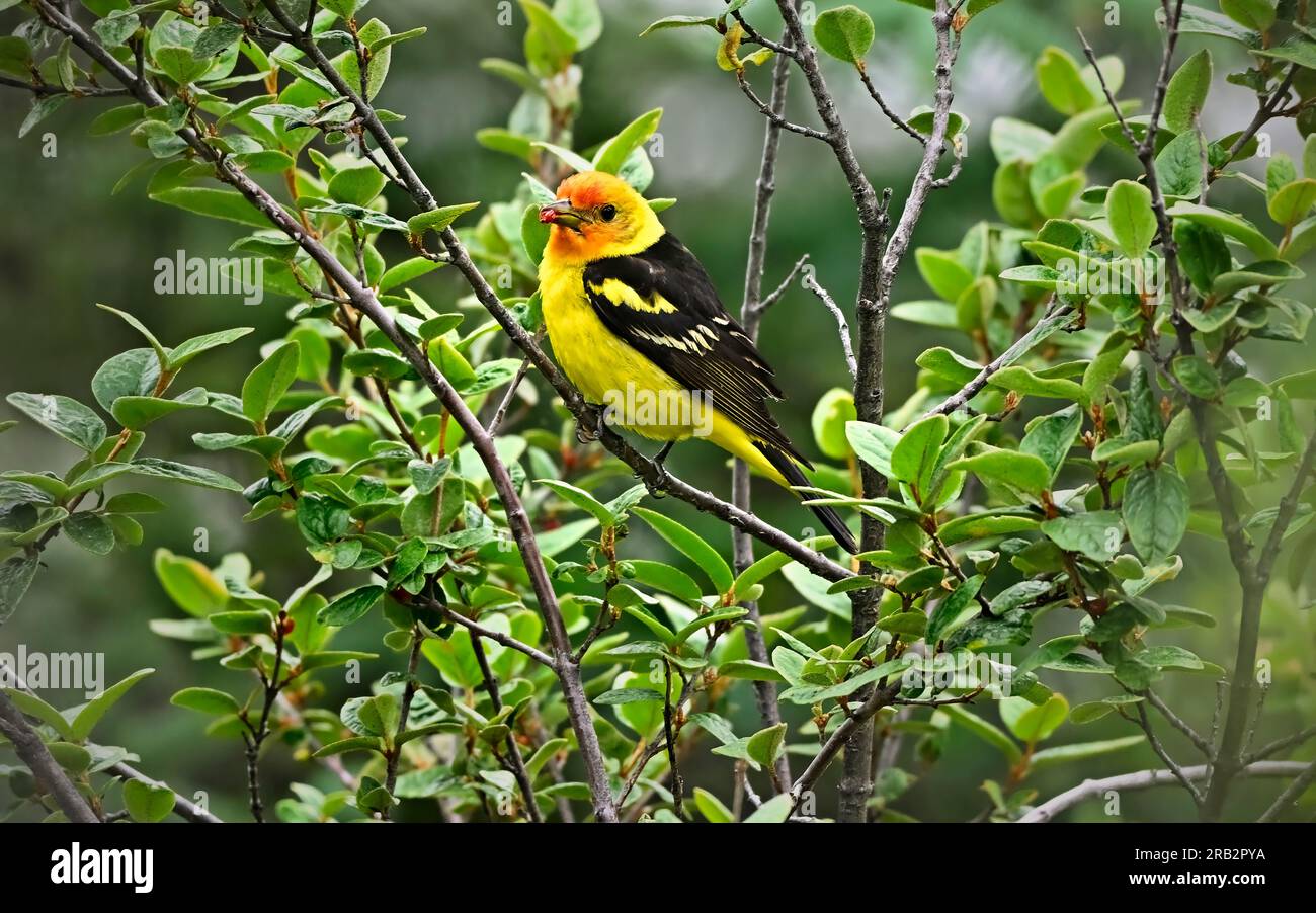 A Western Tanager "Piranga ludoviciana", foraging in a red berry bush ...