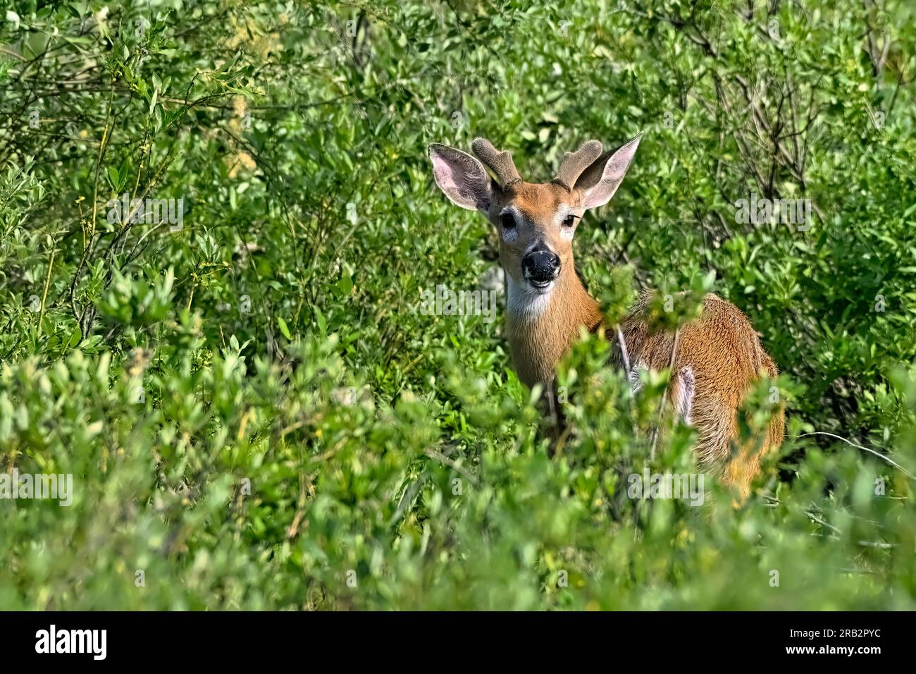 A male white-tailed deer"Odocoileus virginianus", looking back from ...