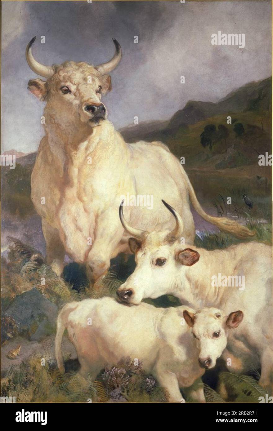 The Wild Cattle of Chillingham by Edwin Henry Landseer Stock Photo - Alamy