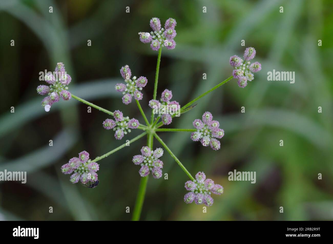 Spreading Hedgeparsley, Torilis arvensis, fruit Stock Photo - Alamy