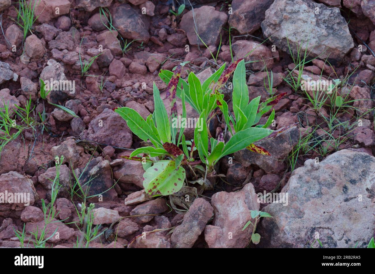 Missouri Evening Primrose, Oenothera macrocarpa, fruit Stock Photo - Alamy