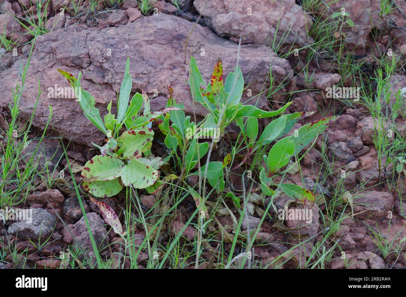 Missouri Evening Primrose, Oenothera macrocarpa, fruit Stock Photo - Alamy